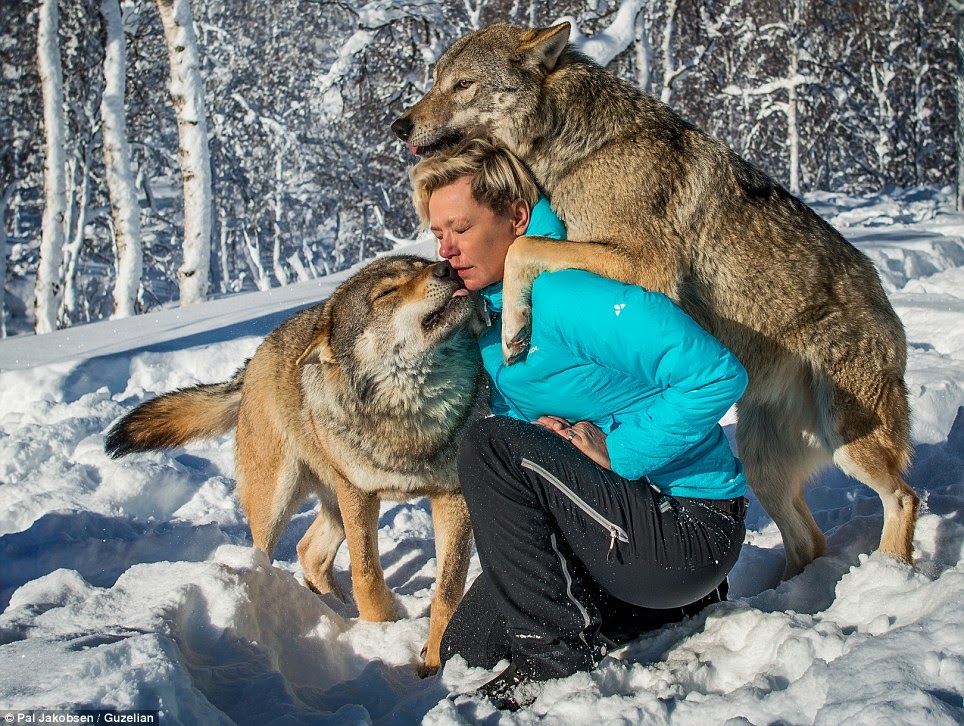White Wolf : Amazing Photos Show Wild Wolves Licking the Faces of the ...