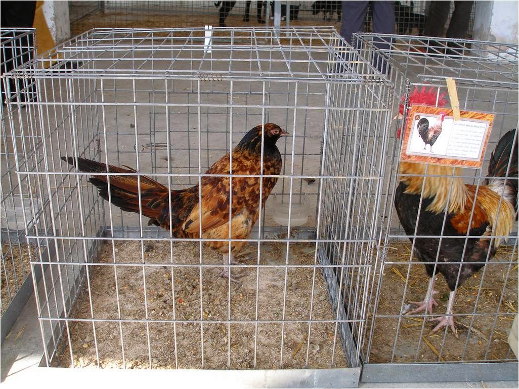 Bird Hybrids: domestic Chicken x Ring-necked Pheasant