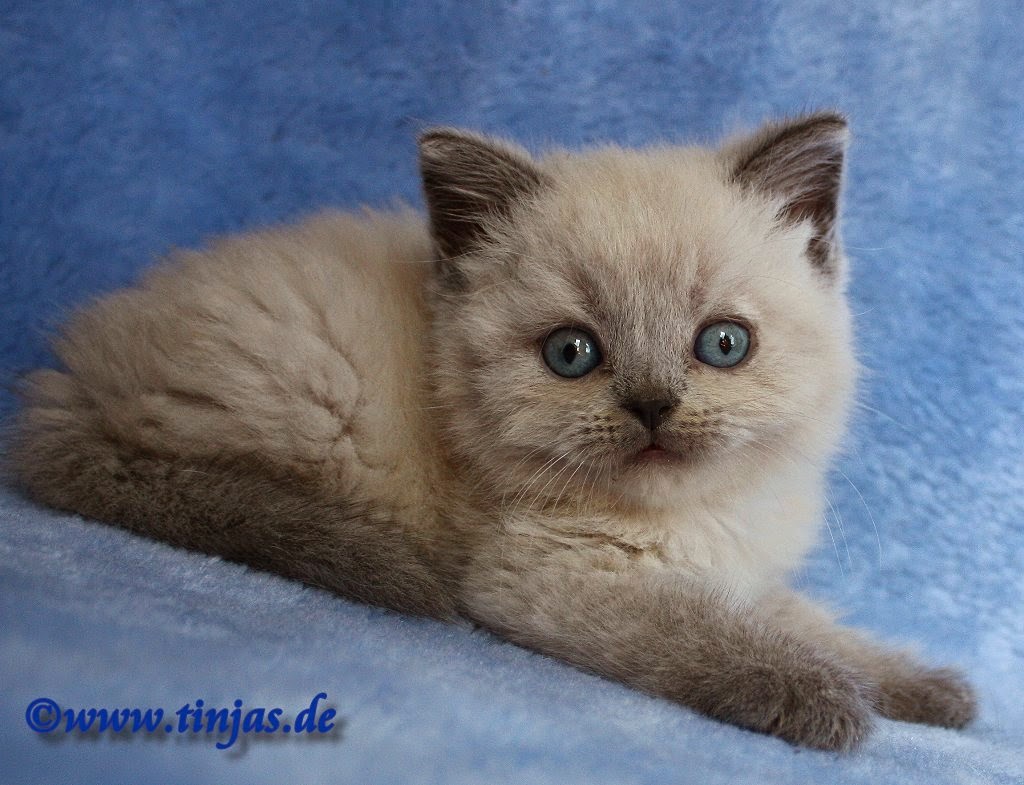 Britisch Kurzhaar (BKH) Kitten und Britisch Langhaar Katzenbabys ...