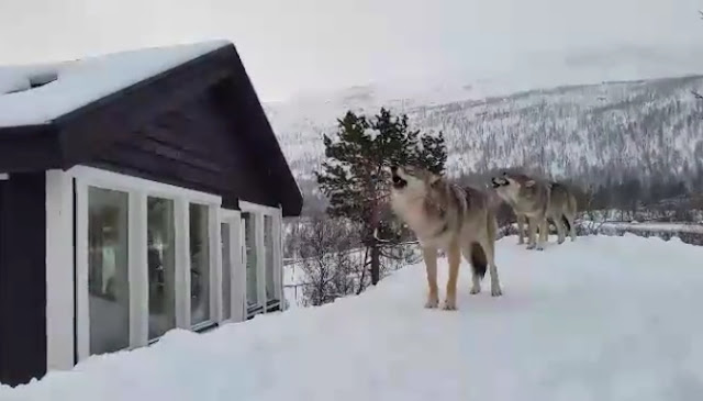 White Wolf : The Wolves at the Door: Wolves Come To Visit Family With ...