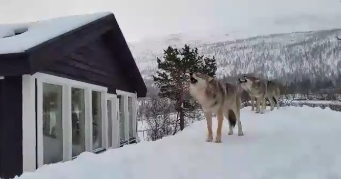 White Wolf : The Wolves at the Door: Wolves Come To Visit Family With ...