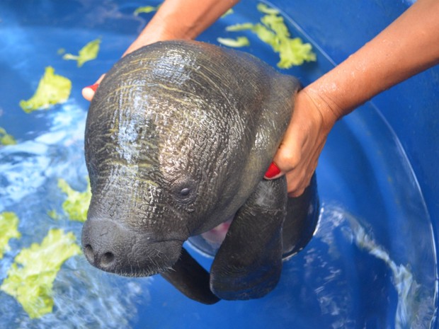 No Mar Profundo: Peixe-boi