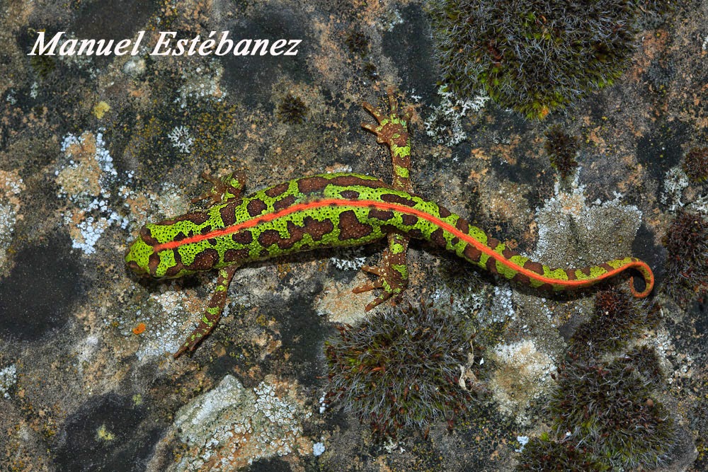 Miradas Cantábricas: Tritón pigmeo (Triturus pygmaeus)