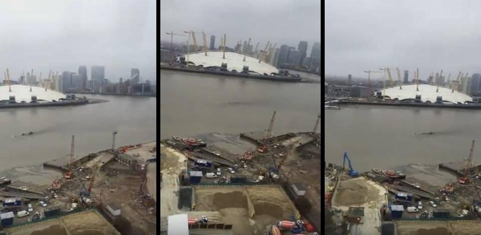 Mysterious creature filmed in the river Thames in London, UK