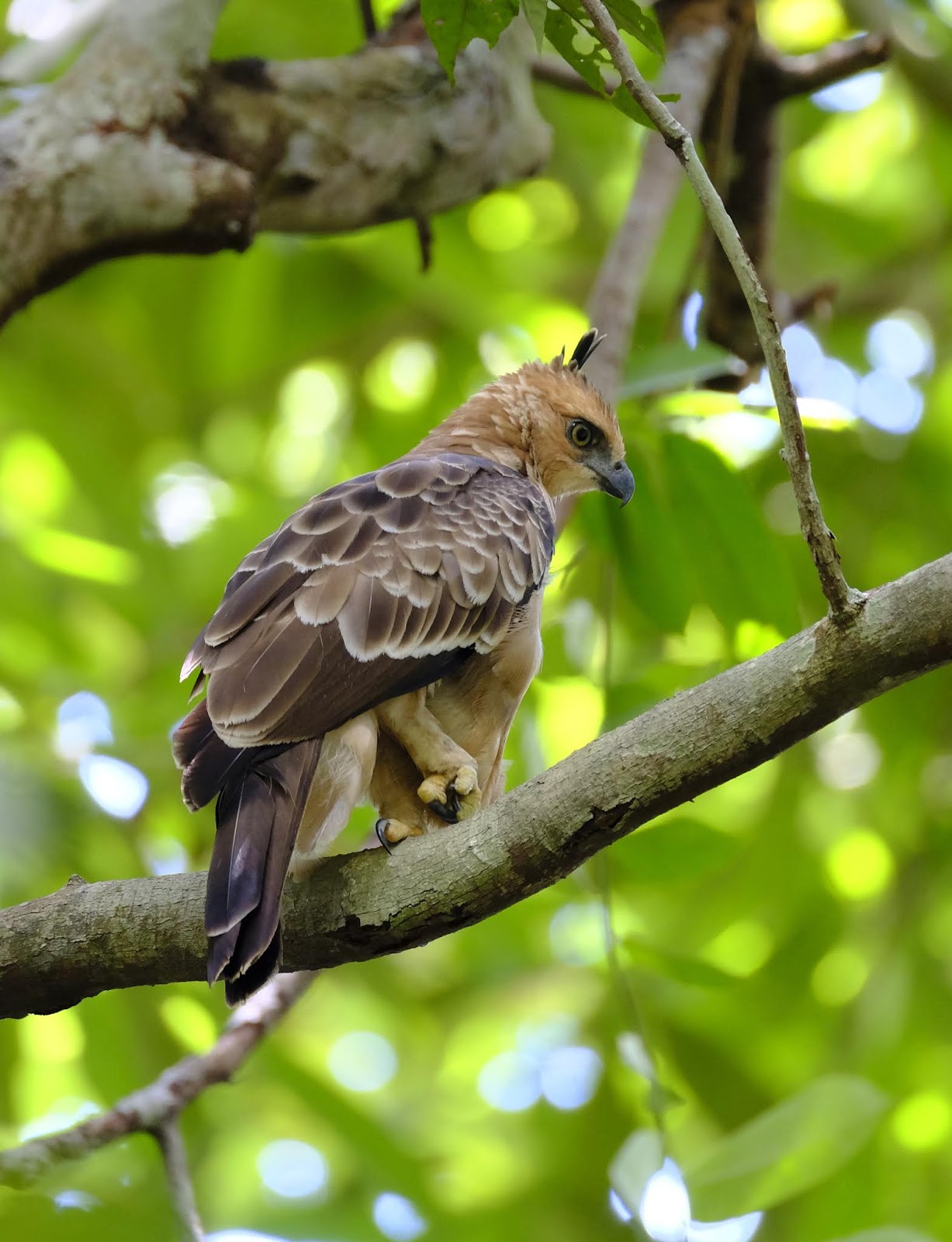 Mike is the name Birding is the game ( Birding in Malaysia - Malaysian ...