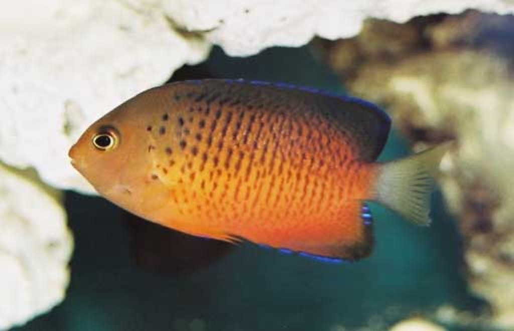 Fish Pictures: Rusty angelfish - Centropyge ferrugata