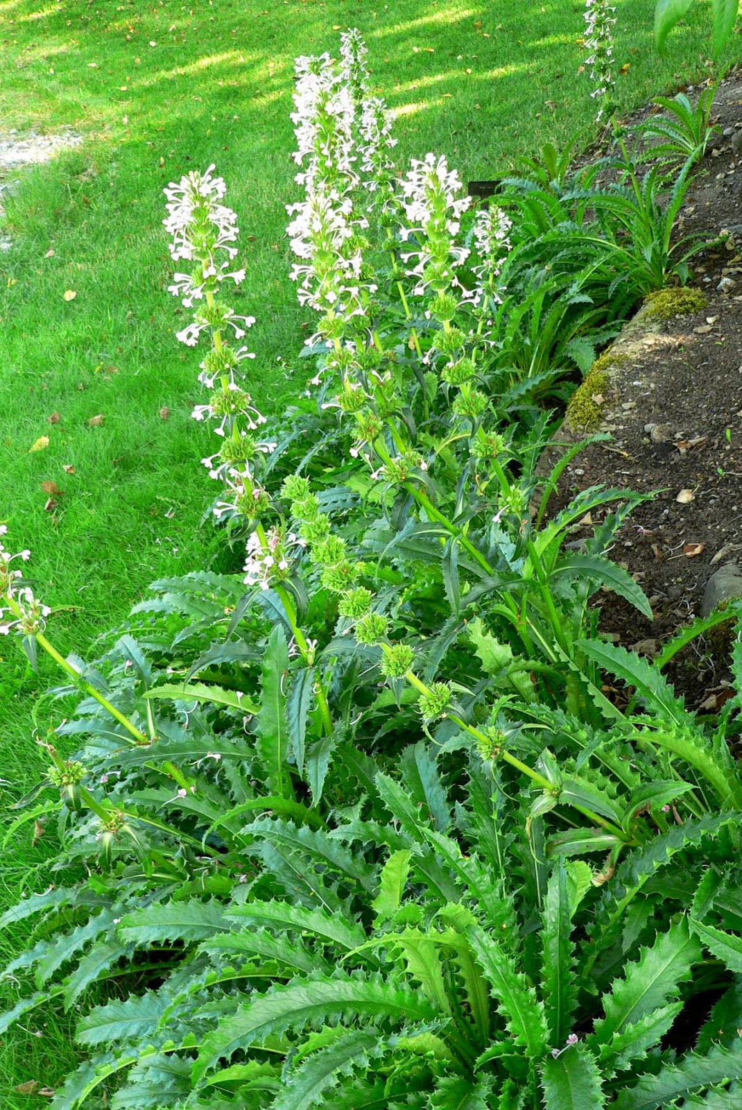 Plant Of The Day Plant Of The Day Is Morina Lonolia Or Himalayan Whorlflower