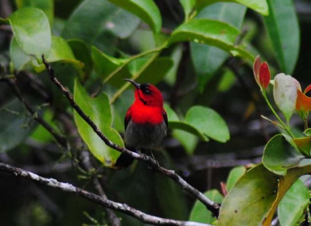 EKOGEO: KELUARGA BURUNG MADU DI INDONESIA