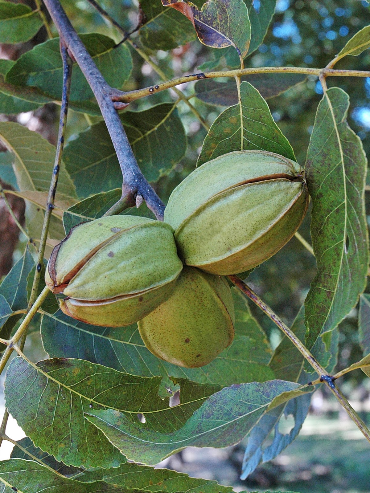 Northern Pecans: 2015