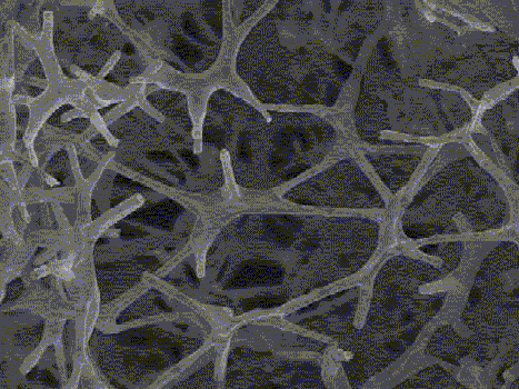 LuLii Carp: Trabajo Práctico de Bilogia.