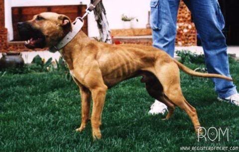 APBT Breeders ... OMG! | Puppy Forum and Dog Forums