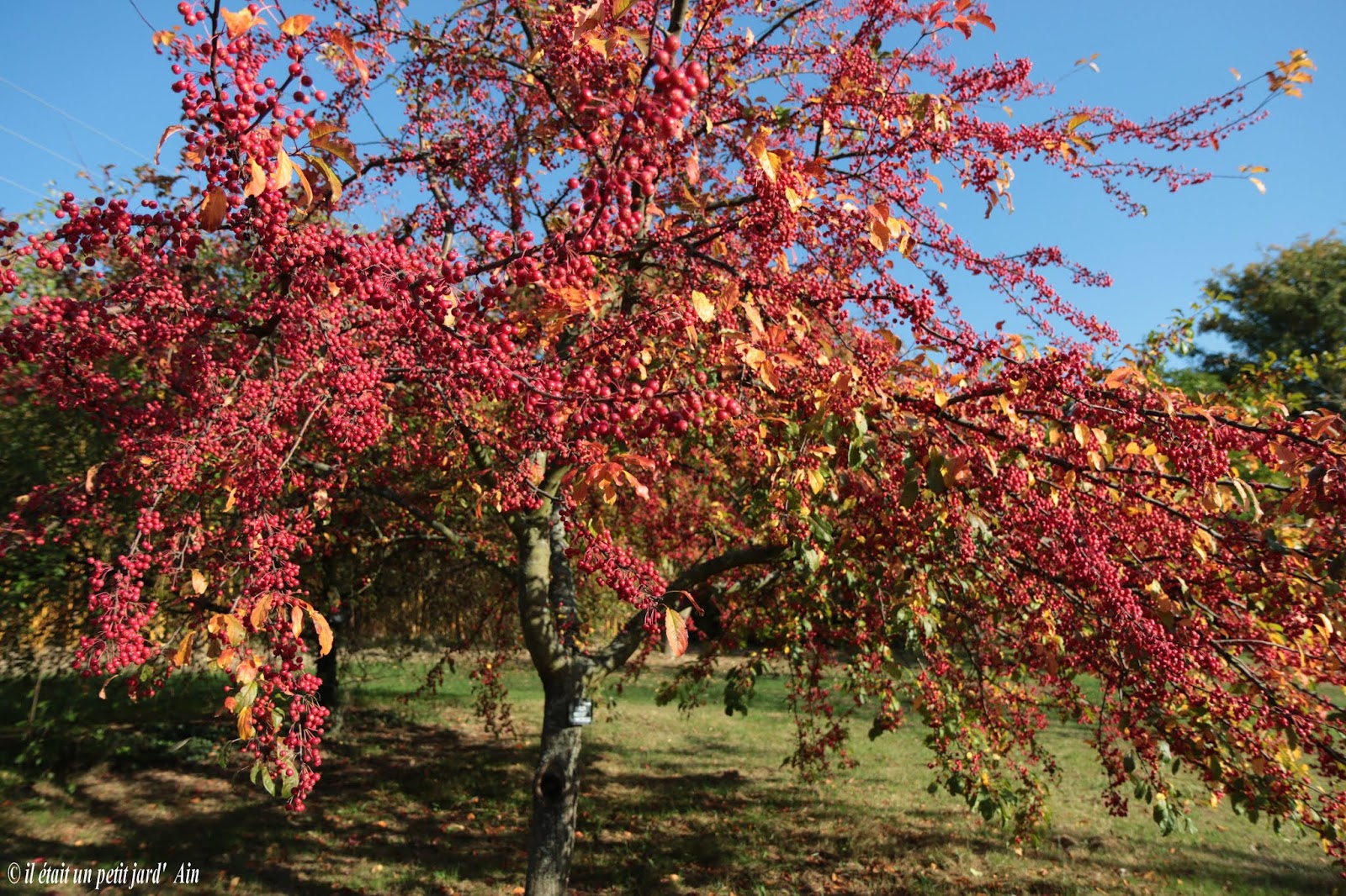 IL ETAIT UN PETIT JARD'AIN ...: FOCUS PRUNUS MALUS TRESORUS ...