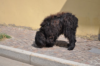 My book of memories: Pastorias- Fonni rassegna cane fonnese 2012