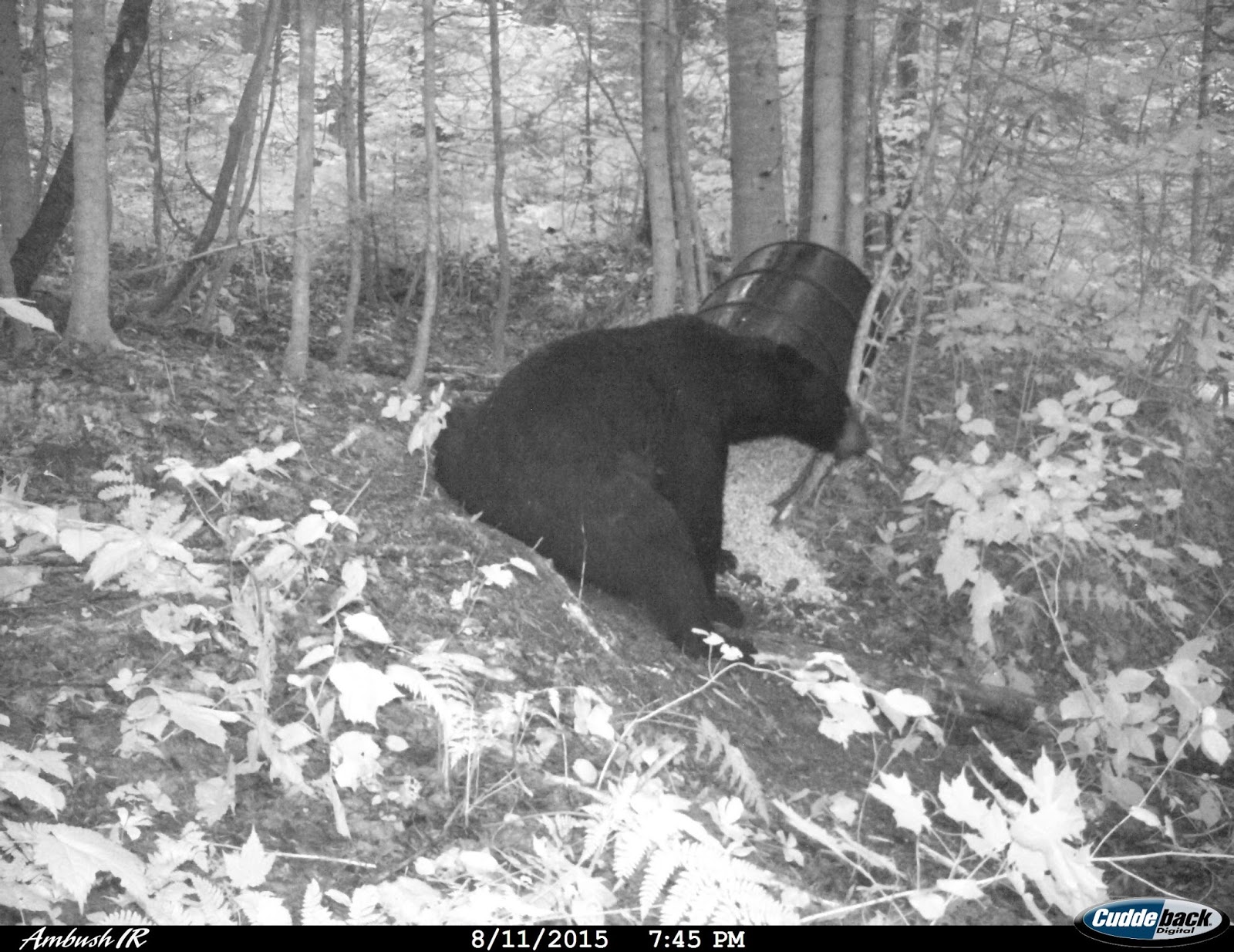 Northern Maine Ridge Runners and River Rats: Maine Bear Trapping