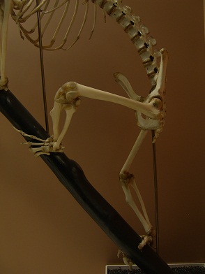 Huesos en el ático: Marsupiales