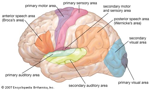 LEARNING ENGLISH THE BILINGUAL BRAIN learning-english-the-bilingual-brain