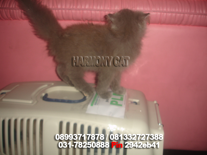 Harmony Cat - Jasa Pengiriman Hewan dan Jual Kucing Persia Surabaya ...