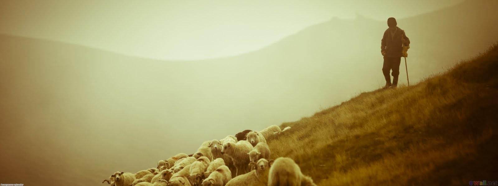 The Sinners Almanac: THE SHEEP HAS LOST THE SHEPHERD, BUT THE SHEPHERD ...
