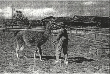 Vermont Llama and Alpaca Association: Training Llamas to Back: An Easy ...