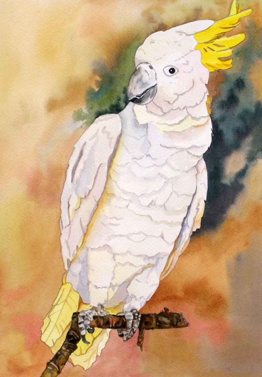 Amazing cockatoo drawing - tfrosdX