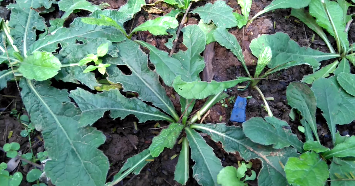 Manfaat Dan Khasiat Tanaman Tapak Liman (Elephantopus Scaber L) - DIGDOYO