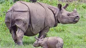 Mengenal Badak Bercula Satu Ujung Kulon - Gaya Dan Menarik