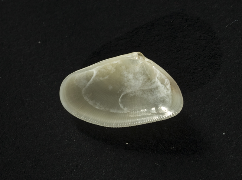 Paseos por la naturaleza: Donax semistriatus