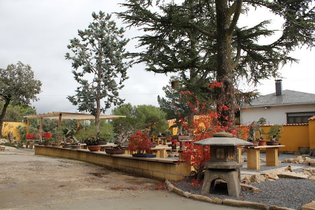 BONSAI HUELVA: VISITA A CASA DE DAVID BENAVENTE