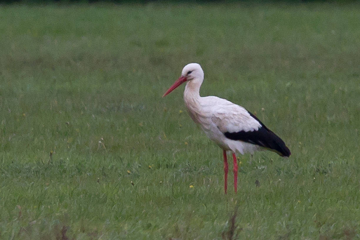Oxon Birding Blog: White Storks Newbridge 28th April