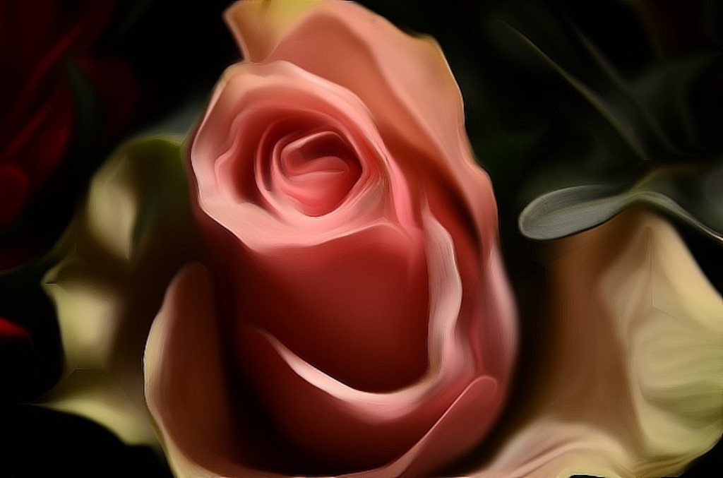 ps-pictureshop: Rose, Roza, hoa hồng, Roses, faqekuq, ruže, roser, roses,