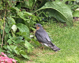 Northamptonshire Birding: Grumpy Sparrowhawk!