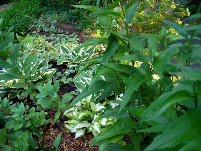 KK's Place: June Garden