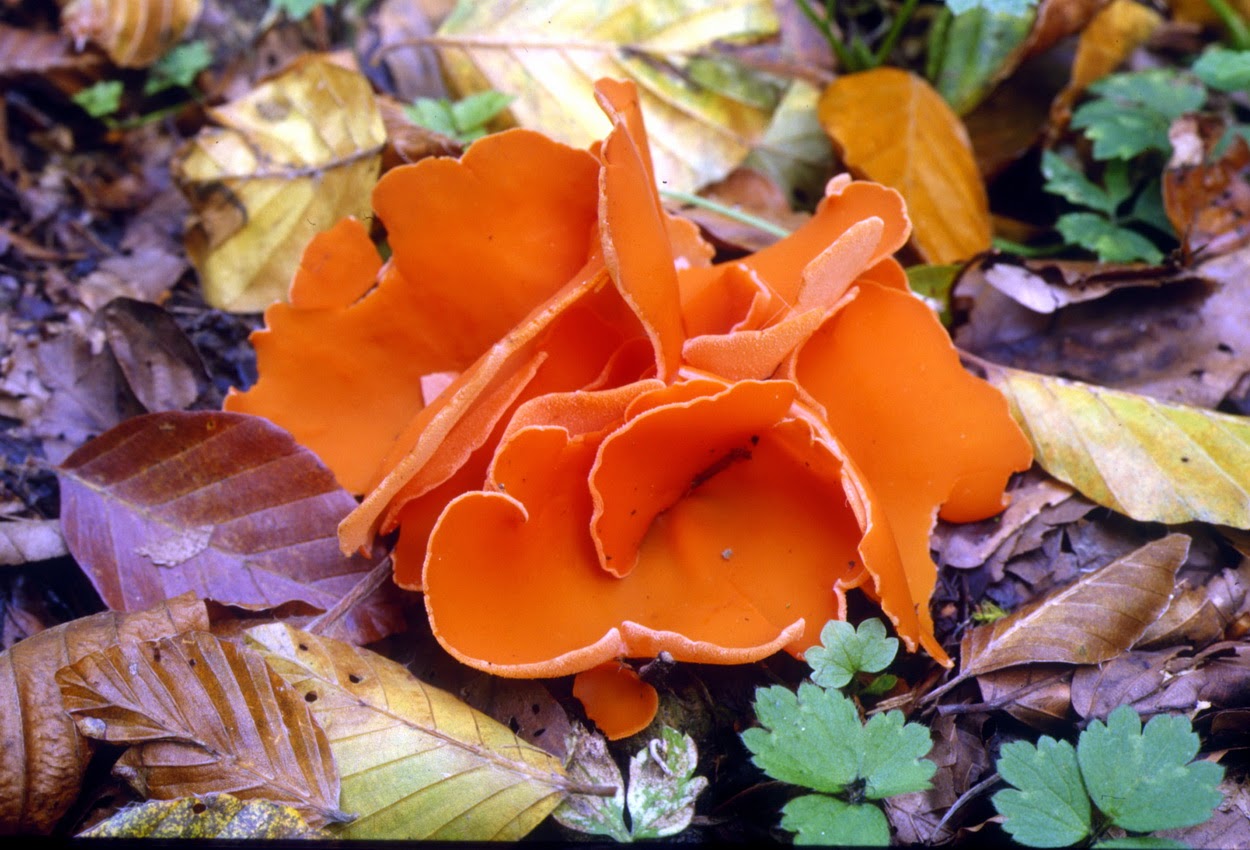 El mundo microscópico de los hongos: Ascomicetos