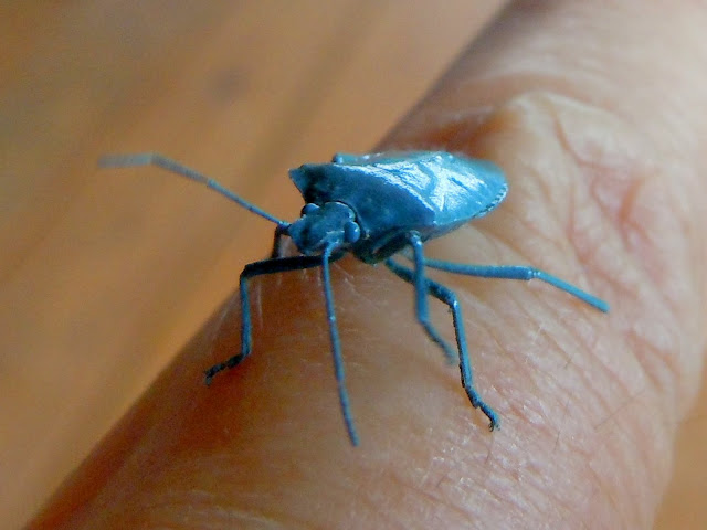 The World According To Lexi: Saturday Pet Blogger Hop 4-23-2011 - Time ...