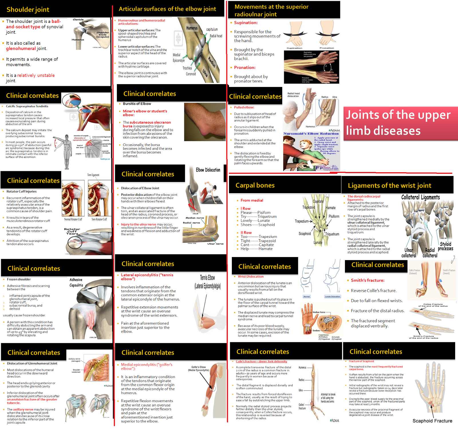 Medical Concept maps : Musculoskeletal system