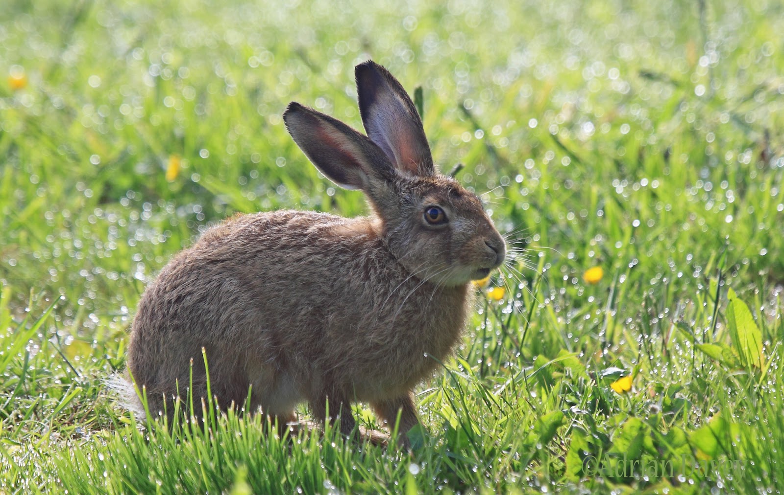 Adrian Davey Wildlife Photography Diary: Brown Hare.