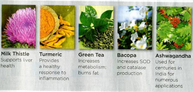 duocthaothanduocnuocvietnam: Protandim ingredients Dược thảo kỳ diệu ...