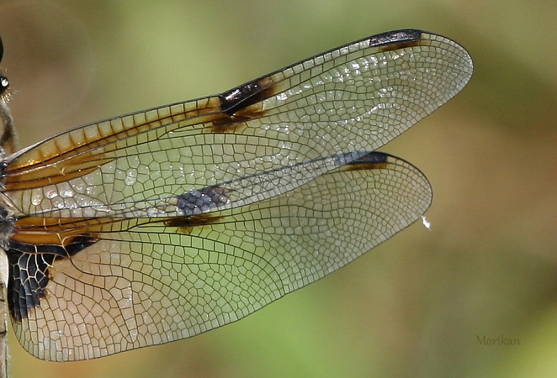 Libellules de France et dAilleurs - DRAGONFLY WORLD: A qui sont-ailes