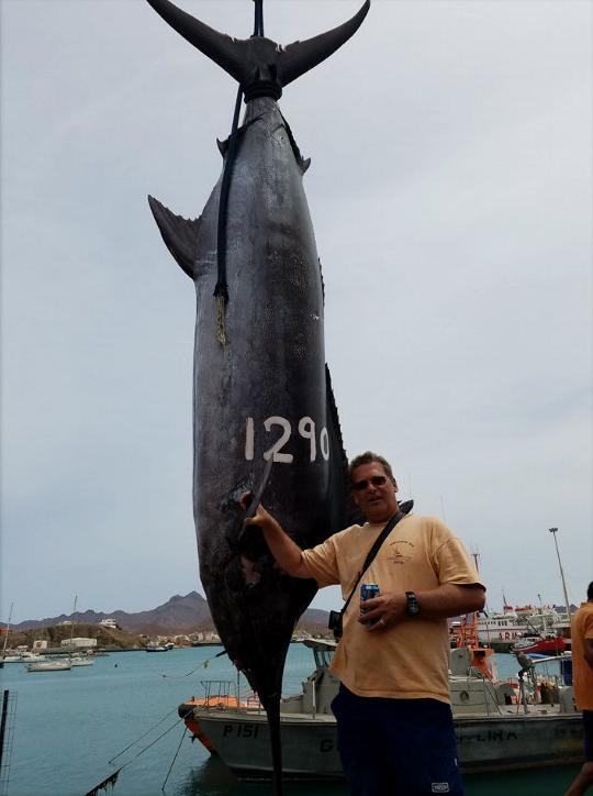 International Fishing News: CAPE VERDE: first monster size blue marlin ...
