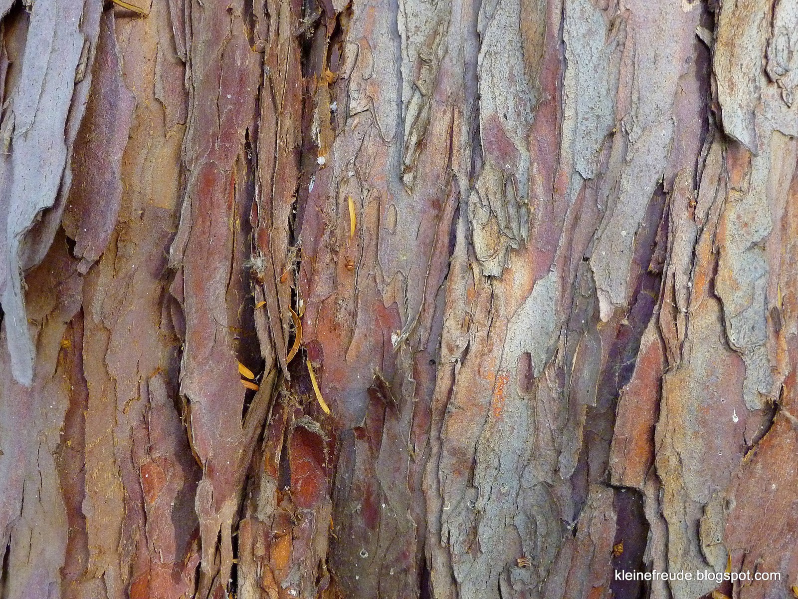 Schlosspark Laxenburg: Januar 2012