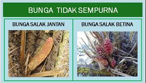 Inilah Cara Penyerbukan Bunga Salak Beserta Penjelasannya Secara ...