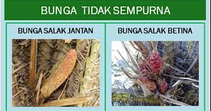 Inilah Cara Penyerbukan Bunga Salak Beserta Penjelasannya Secara ...