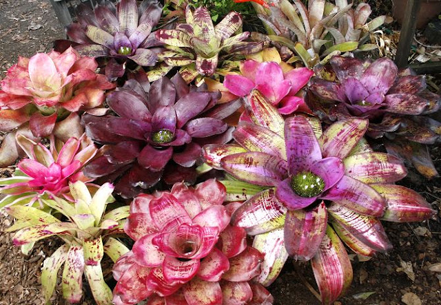 Bromeliad Exotics: Bromeliad Exotics Online mail order Nursery