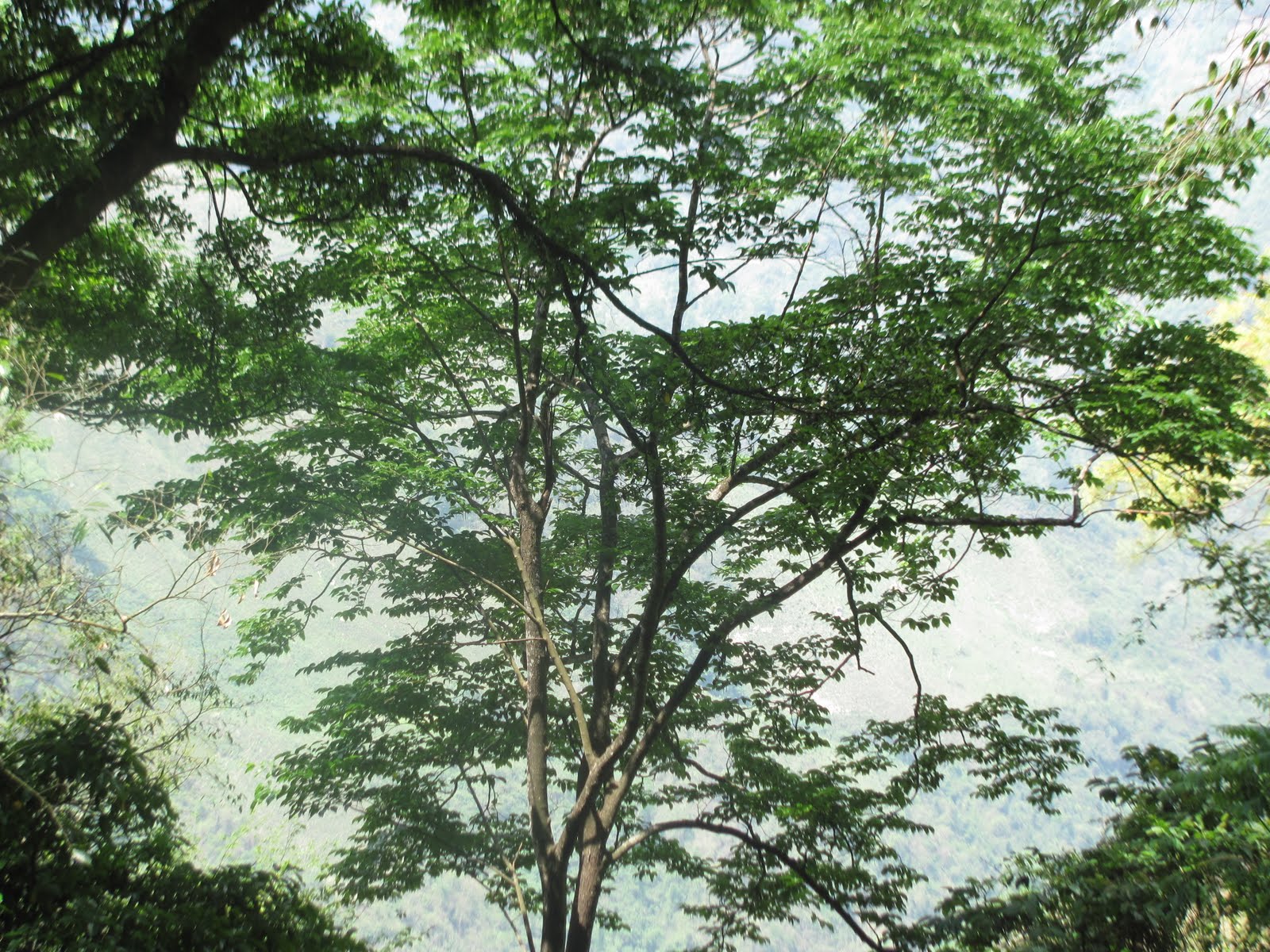 Village View: Local trees of Nagaland