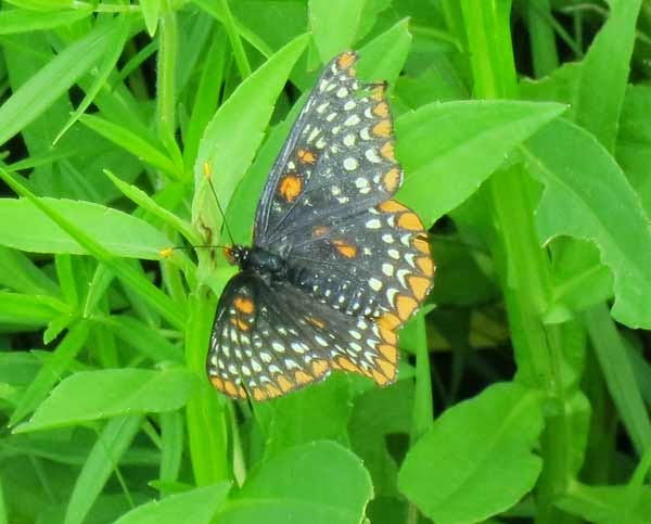 Tom's Blog: Baltimore checkerspot butterflies and turtlehead plants
