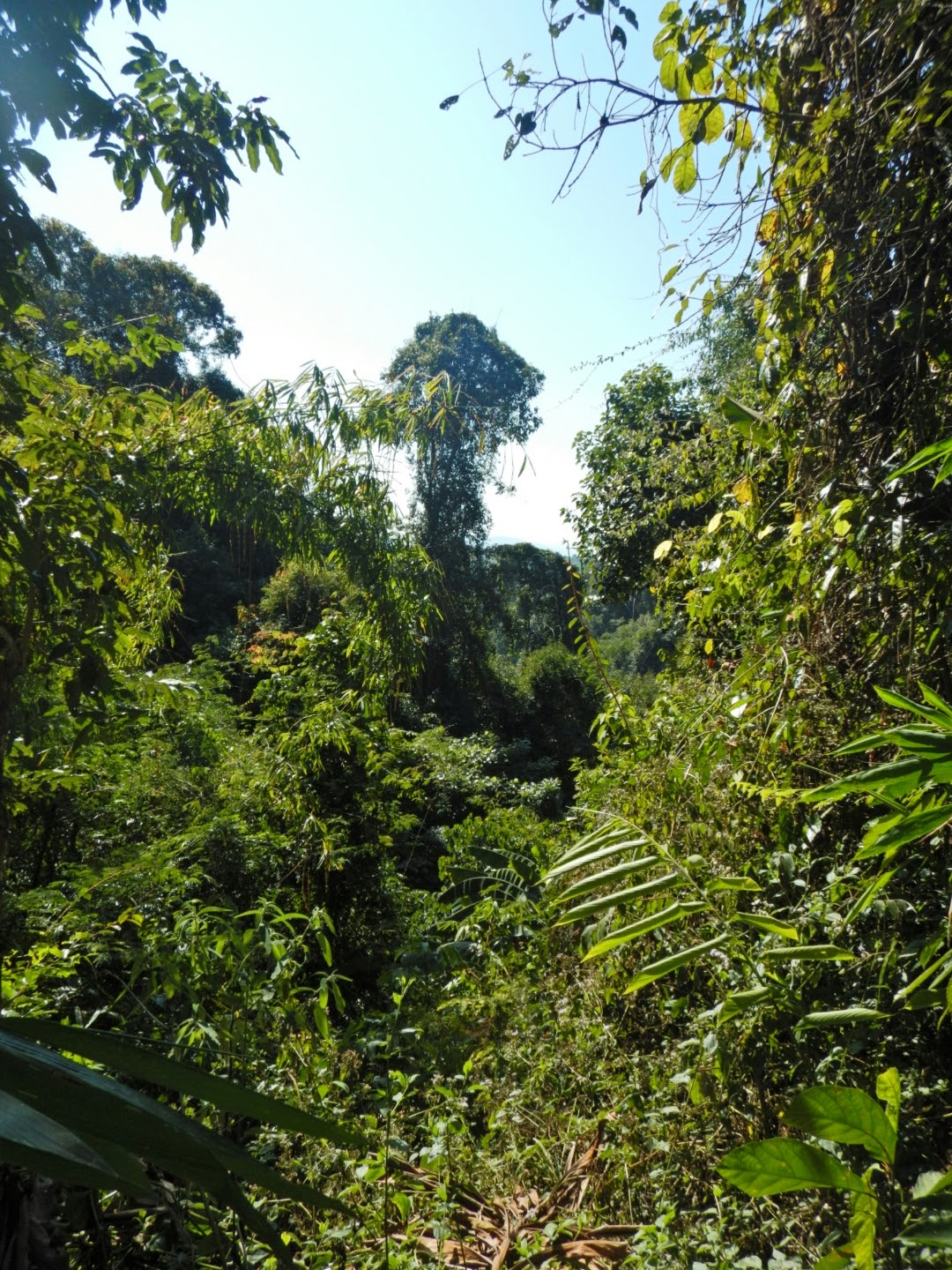 Jungle trekking in Laos