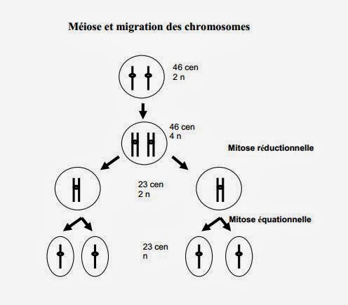 Les anomalies chromosomiques | Cours Medecine