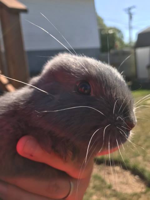 Reiter's Silver Fox Rabbits: Buck