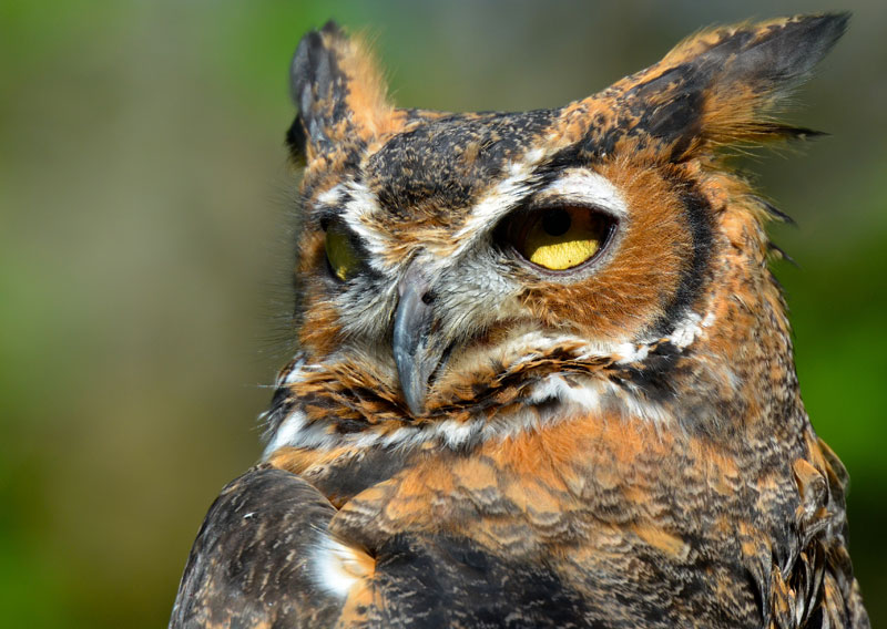 Great Horned Owl Face Side View