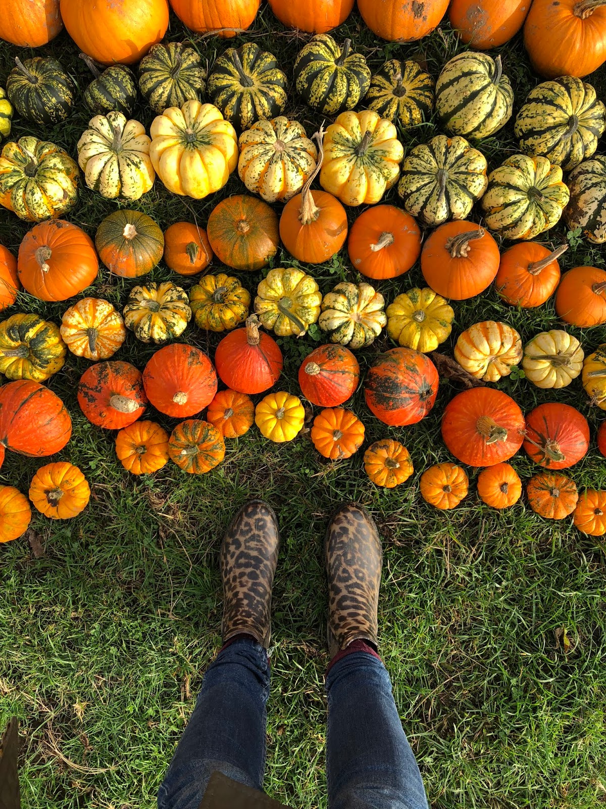 Autumn // I have this thing with Pumpkins {homegrown and an annual ...
